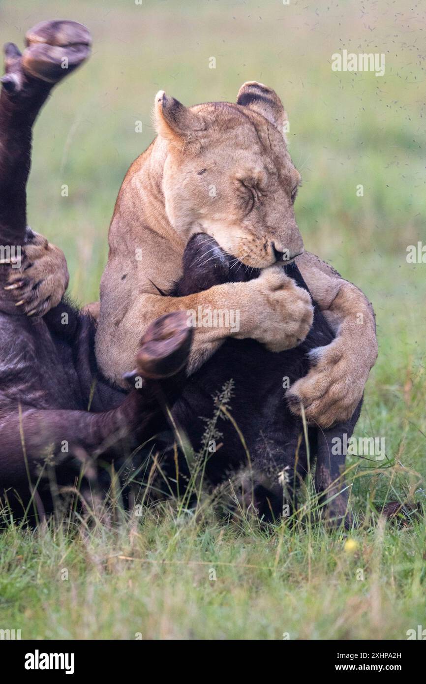 Kenya, Masai Mara National Reserve, National Park, Lioness (Panthera ...