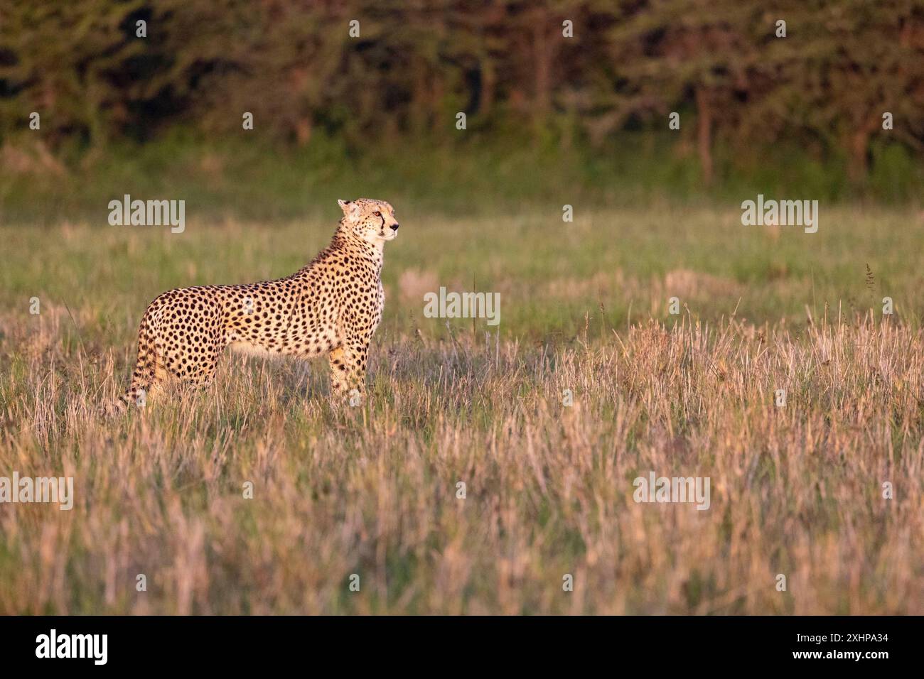 Kenya, Masai Mara National Reserve, National Park, Cheetah (Acinonyx ...