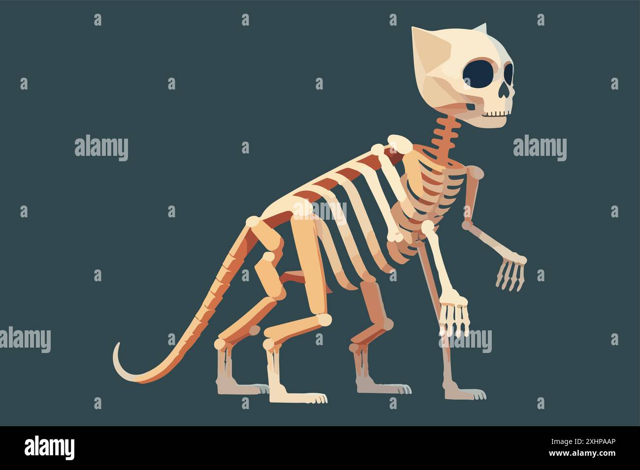 Cat skeleton vector illustration Stock Vector Image & Art - Alamy
