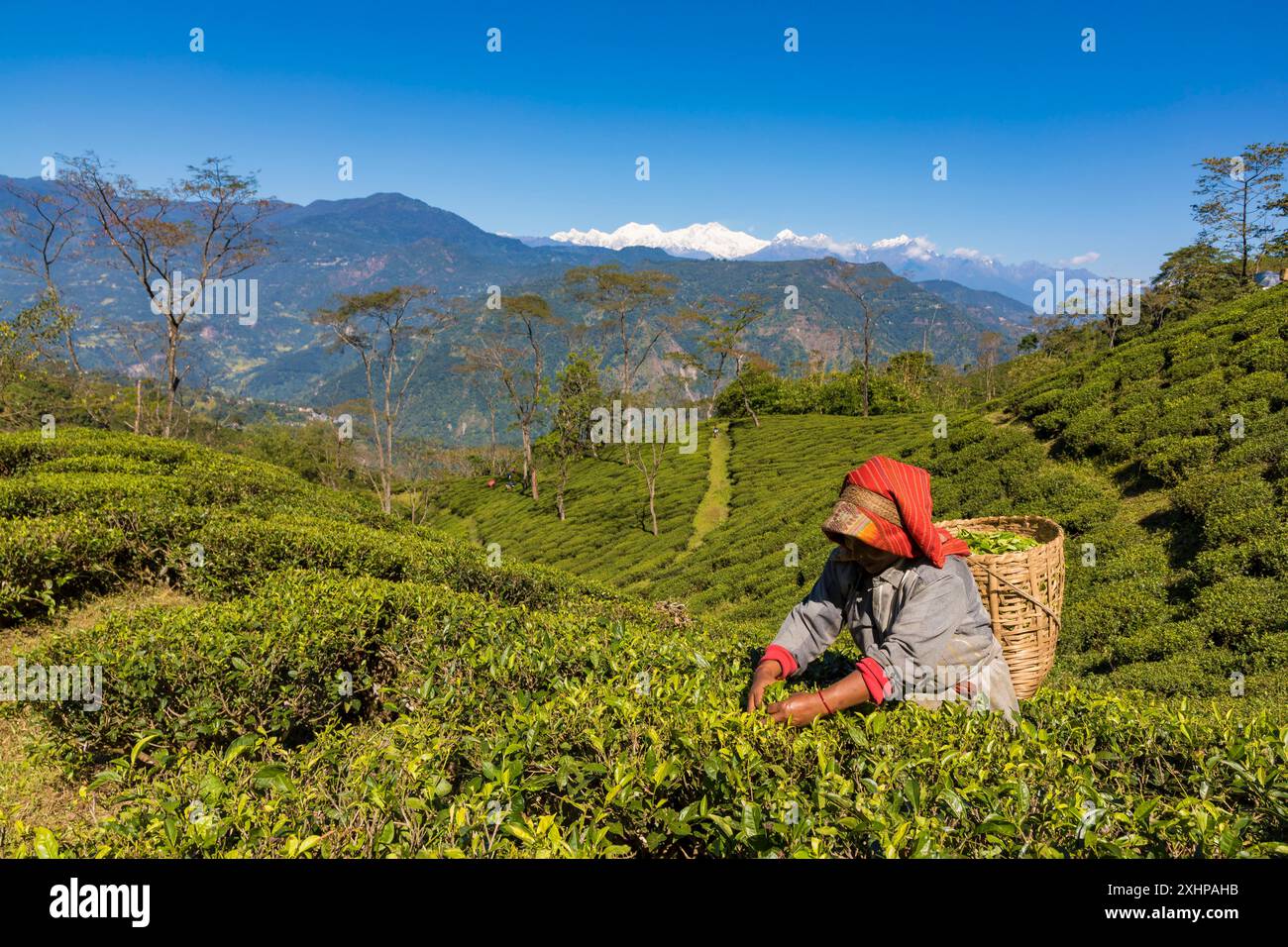 India, West Bengal, Darjeeling, Puttabong (Tukvar) tea garden, tea ...