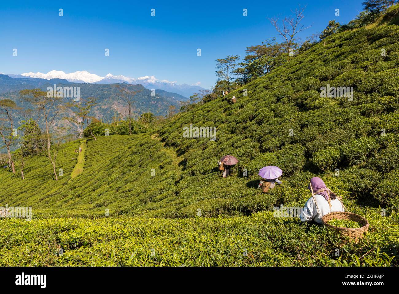 India, West Bengal, Darjeeling, Puttabong (Tukvar) tea garden, tea ...
