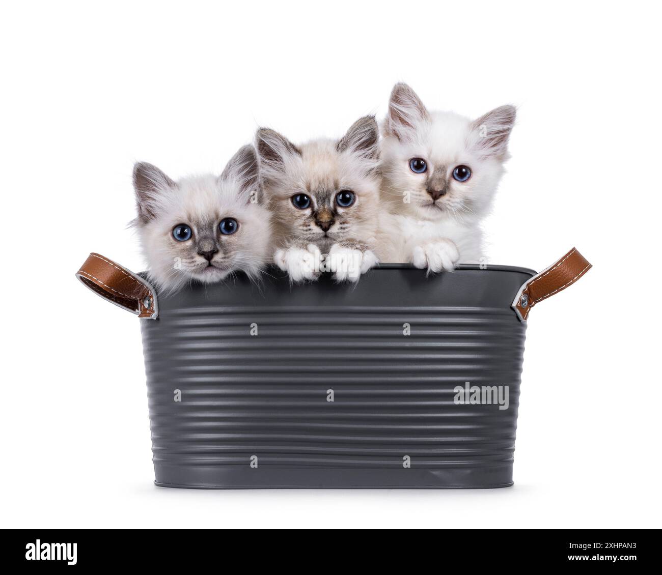 Three sacred birman cat kittens peaking over edge of gray bucket on ...