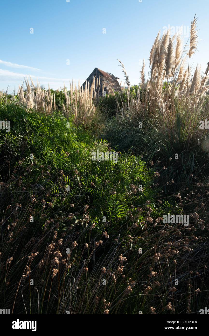 A field of tall grass with a small building in the background Stock ...