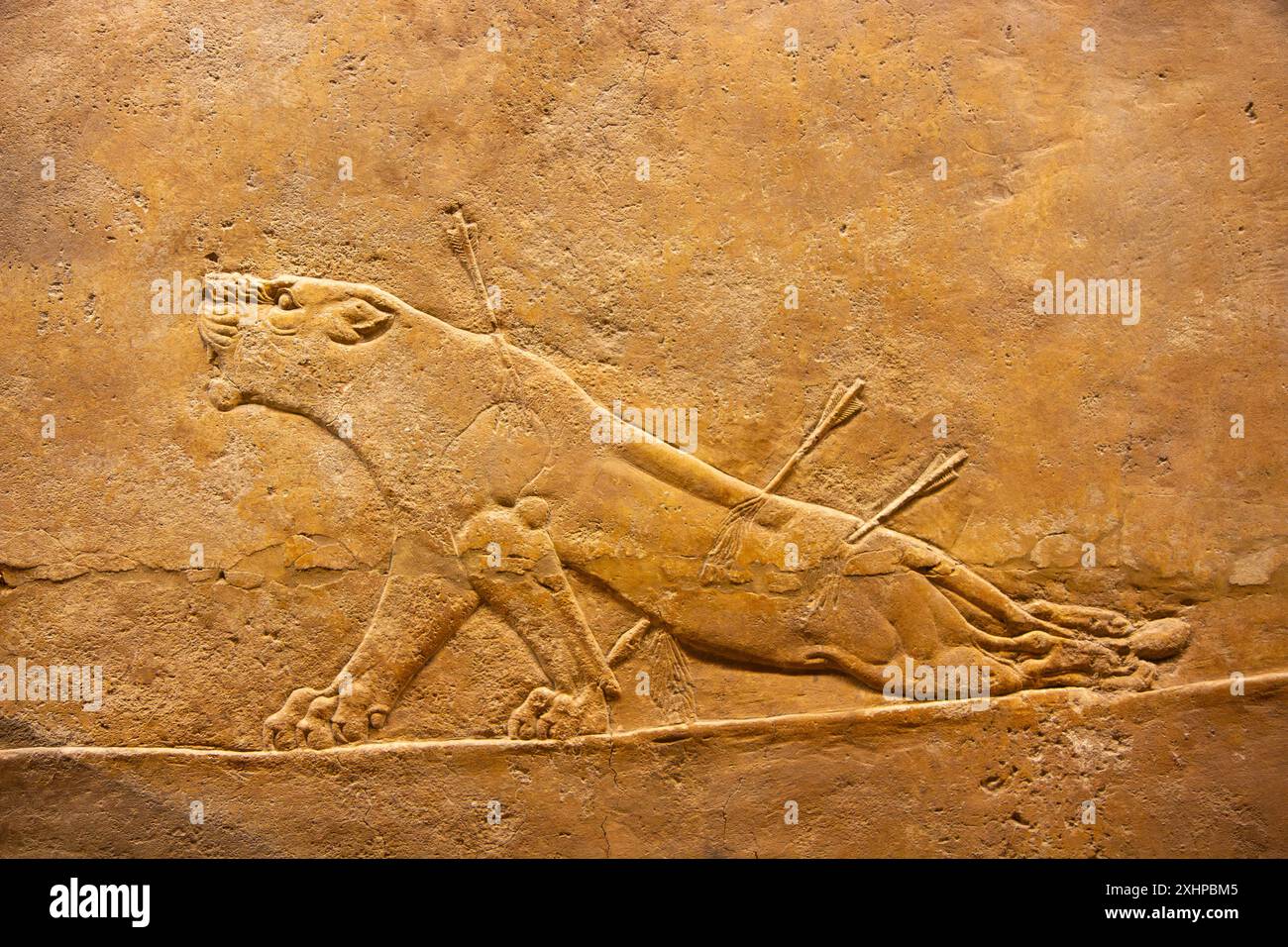 The dying lioness hi-res stock photography and images - Alamy