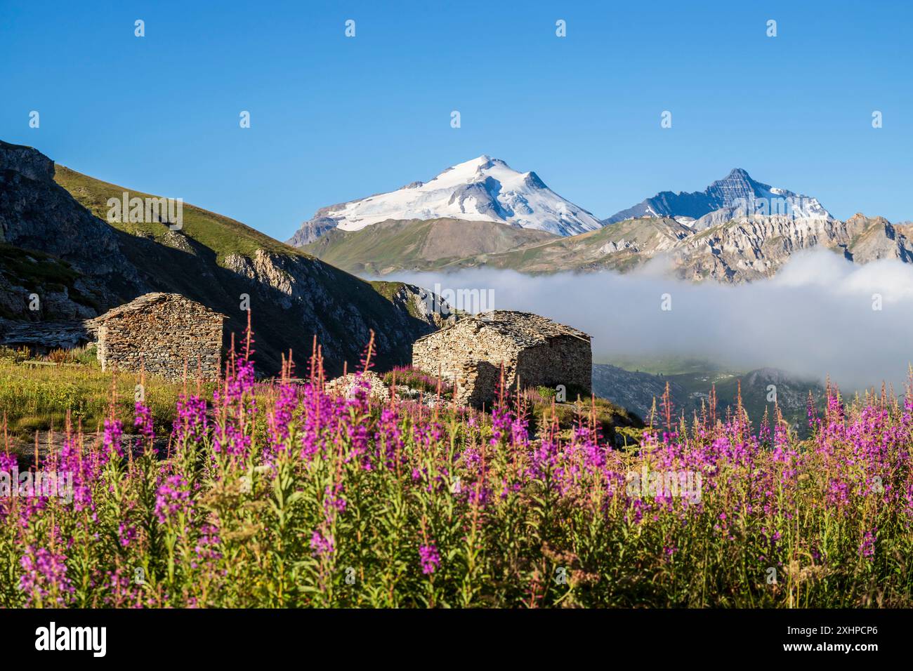 France, Savoie, Haute-Tarentaise, Grande Sassière nature reserve ...