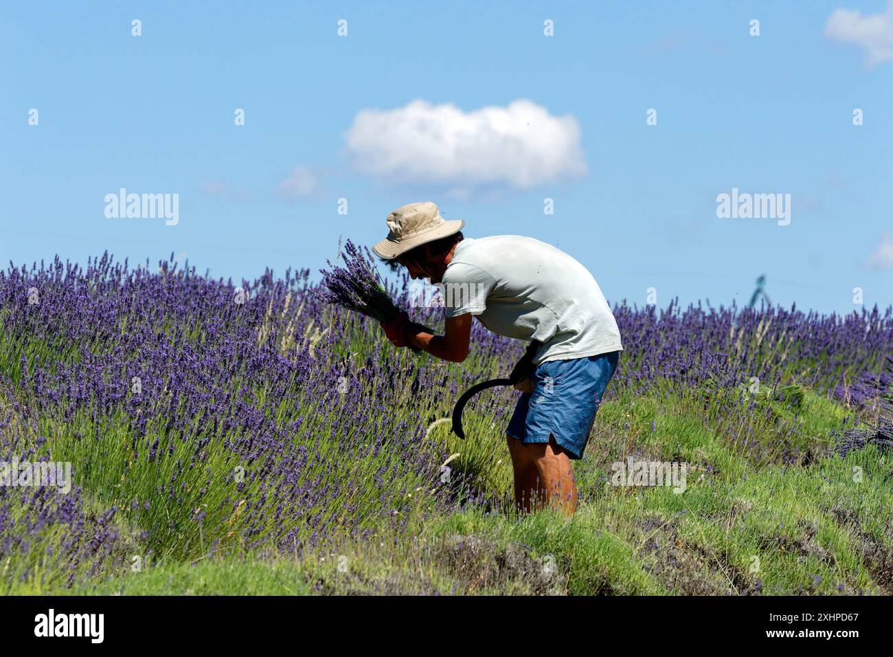 France, Vaucluse, Parc Naturel Regional du Mont Ventoux, Sault plateau ...