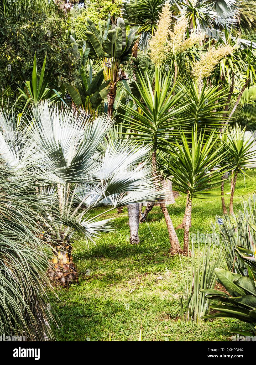 Cycads and Palm trees in the Botanical Garden on Monte in Funchal ...