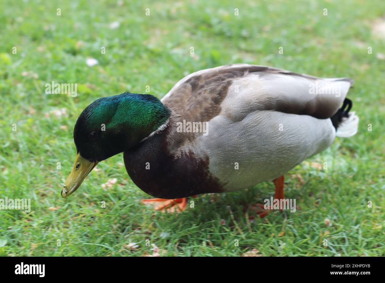 Capturing the ethereal beauty of a green-headed male Mallard, this ...