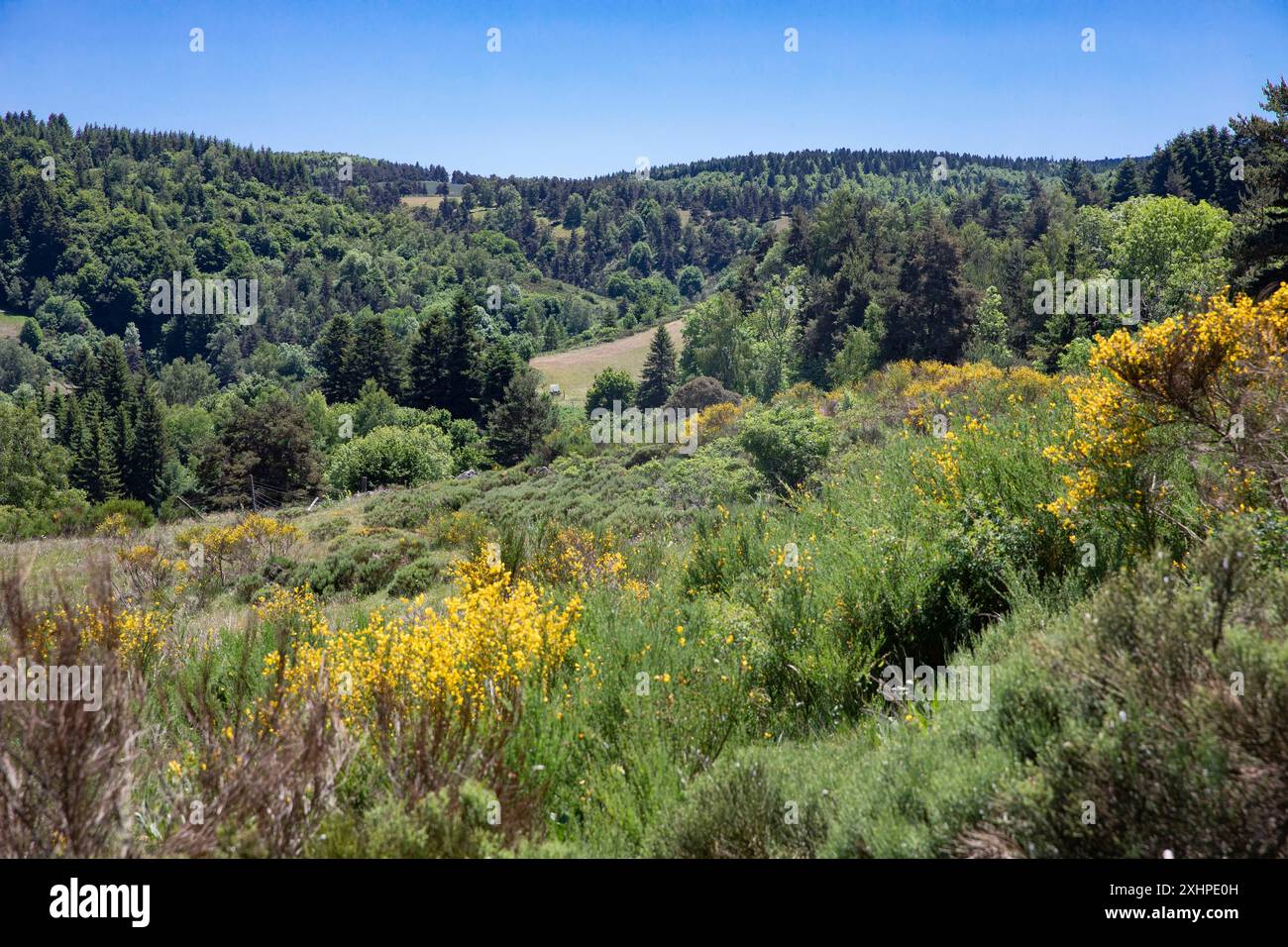 Forest of mercoire hi-res stock photography and images - Alamy