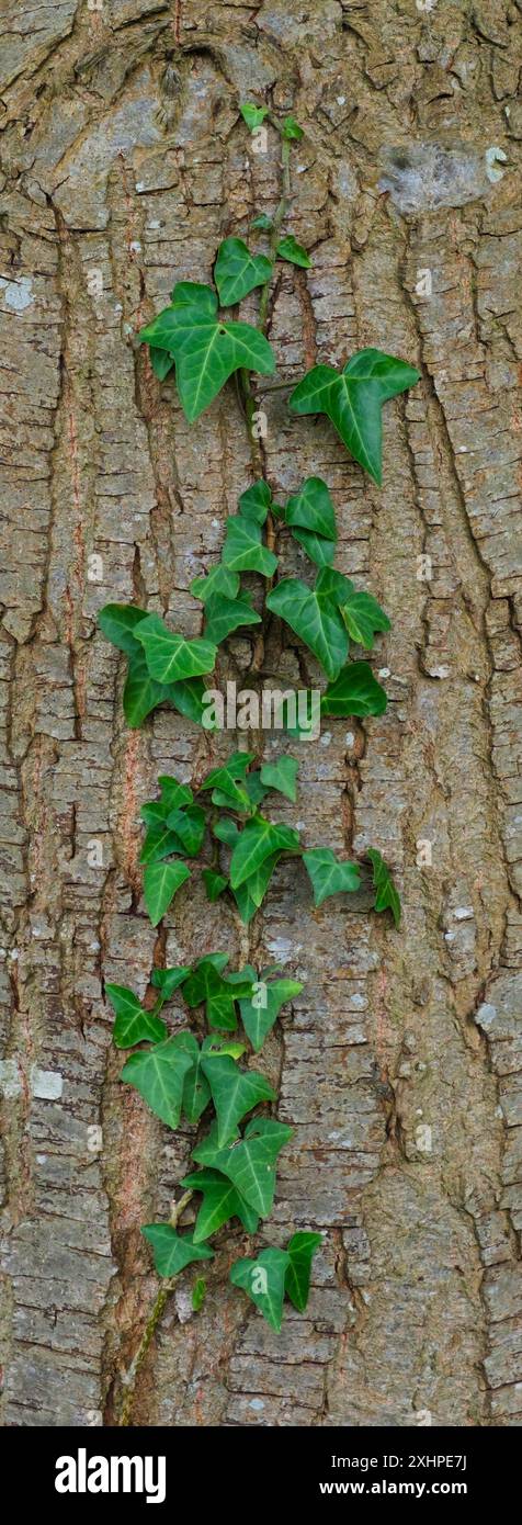 Ivy climbing up hi-res stock photography and images - Alamy