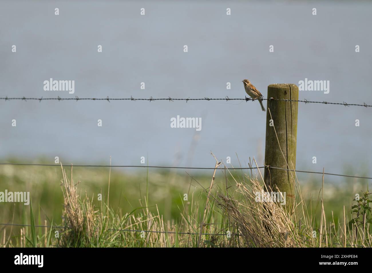 Reed Bunting gathering nesting material from barbed wire Stock Photo ...