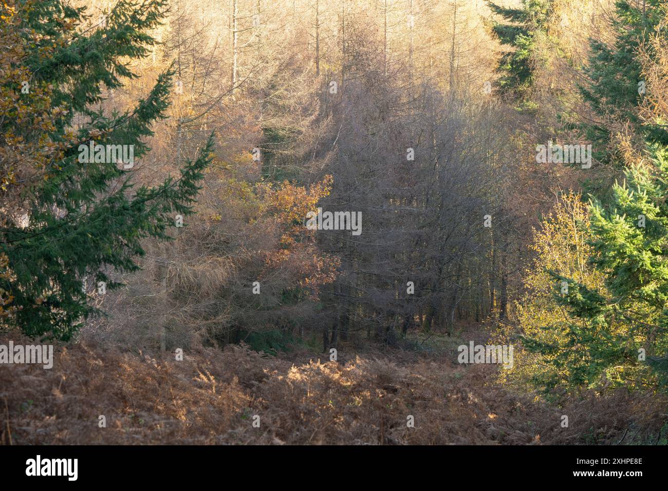 Mixed woodland at Mortimer Forest, Ludlow, Shropshire, UK Stock Photo ...