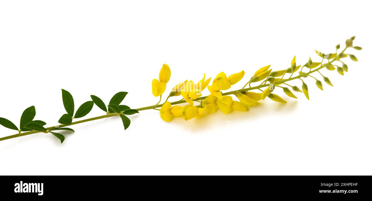 Broom cytisus flowers Cut Out Stock Images & Pictures - Alamy