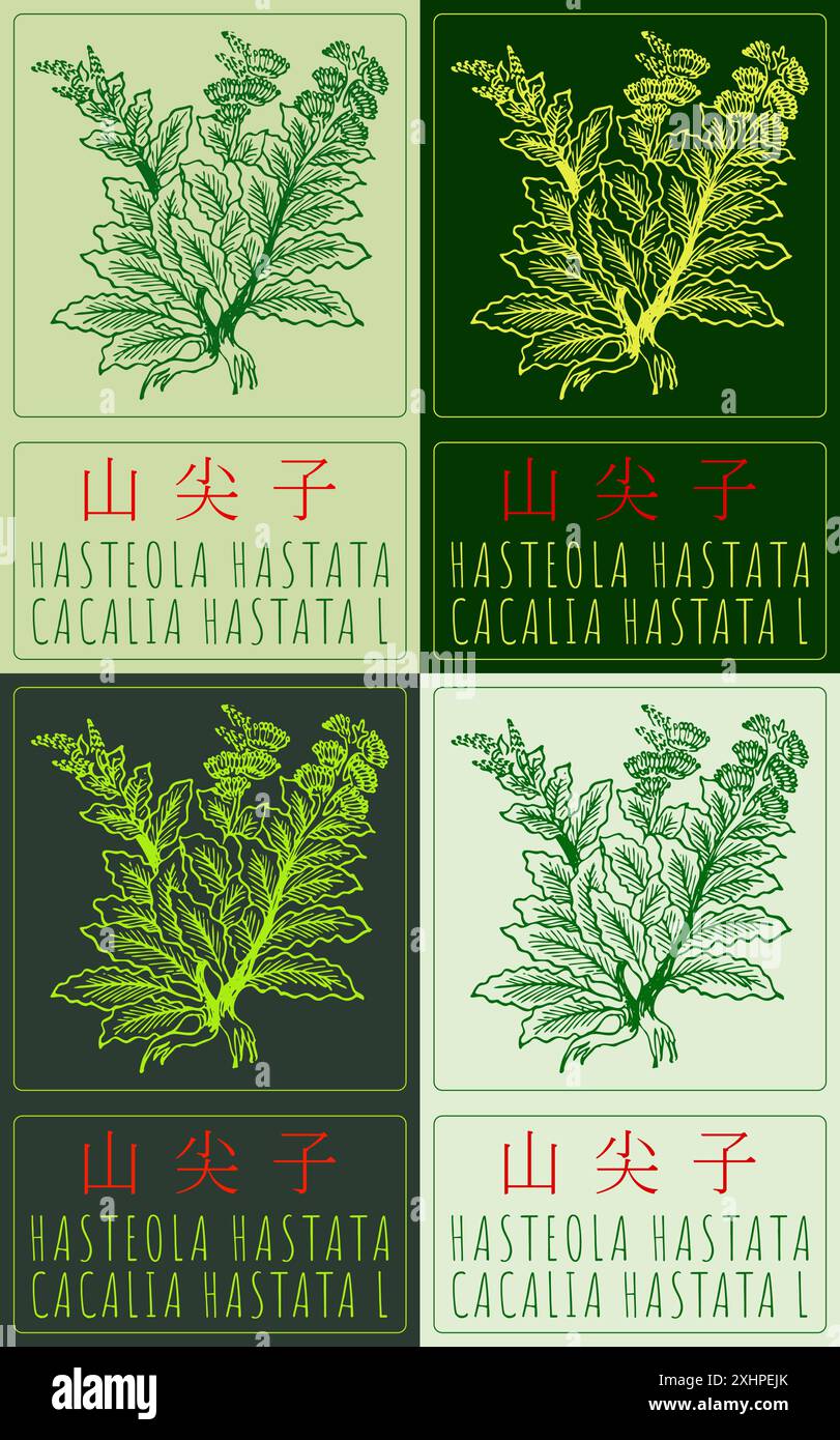 Set of vector drawing HASTEOLA HASTATA in Chinese in various colors ...