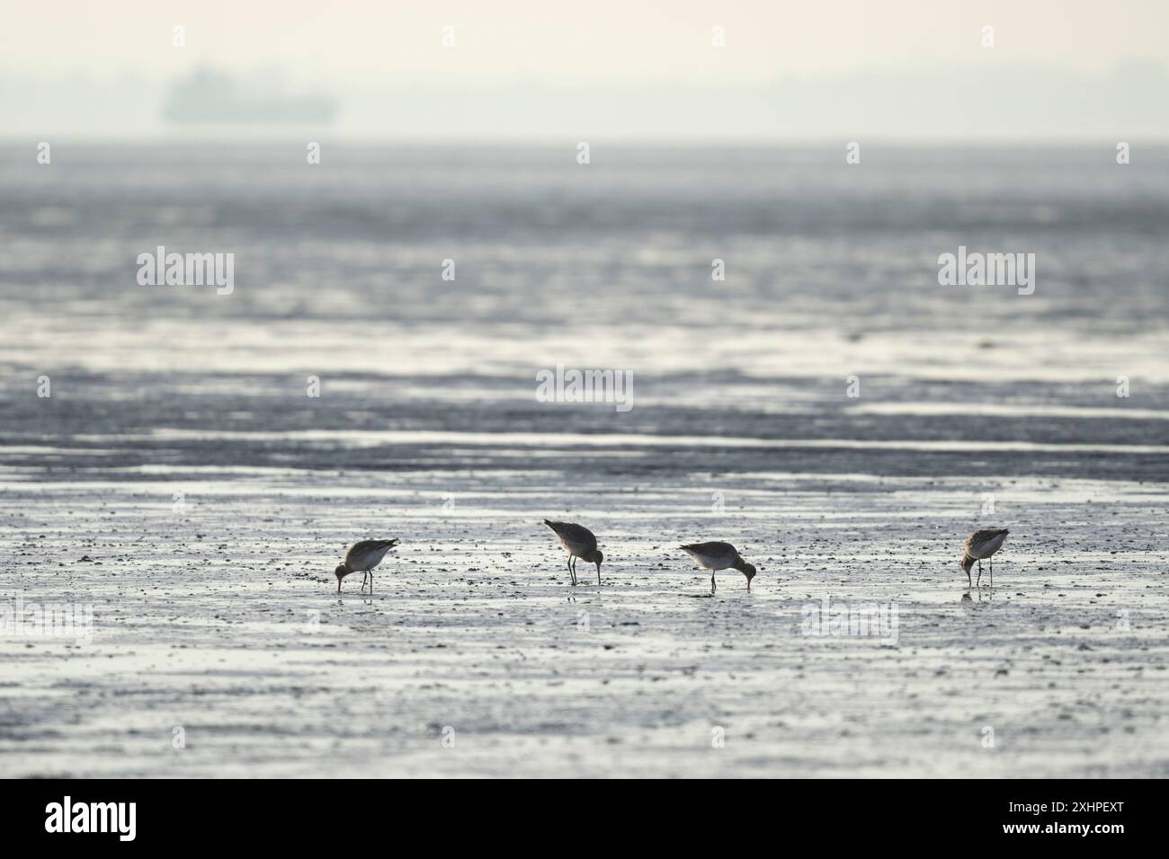 Mudflats birds hi-res stock photography and images - Alamy