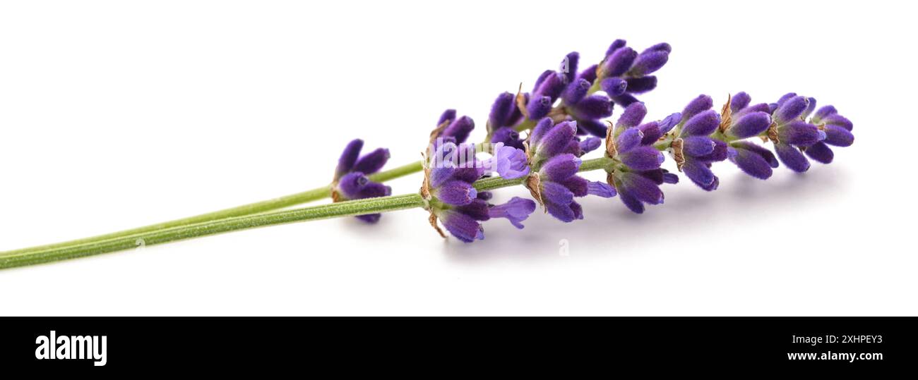 Lavender flowers isolated on white background Stock Photo - Alamy