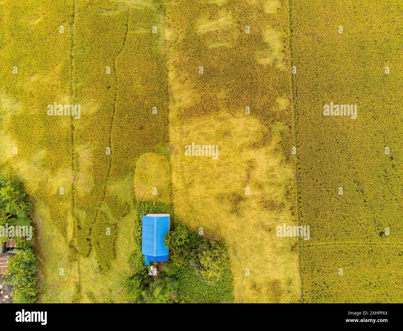 Nepal, Chitwan region, Ratnanagar, rice terraces (aerial view Stock ...