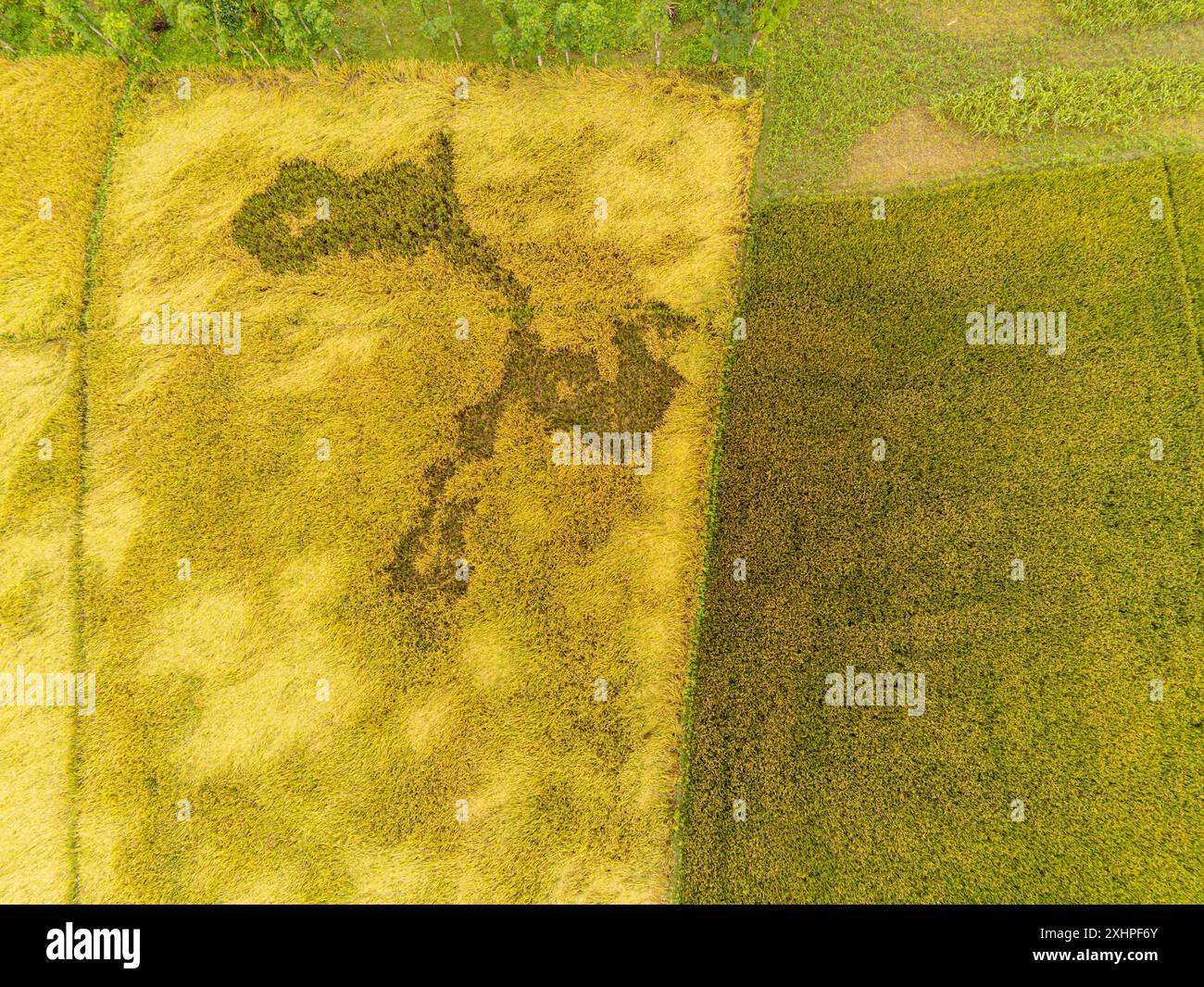Nepal, Chitwan region, Ratnanagar, rice terraces (aerial view Stock ...