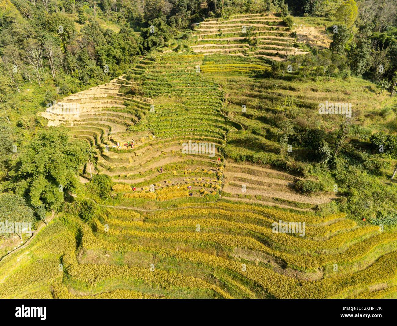 Nepal, Nagarkot region, surroundings of Tukucha Nala, rice terraces ...