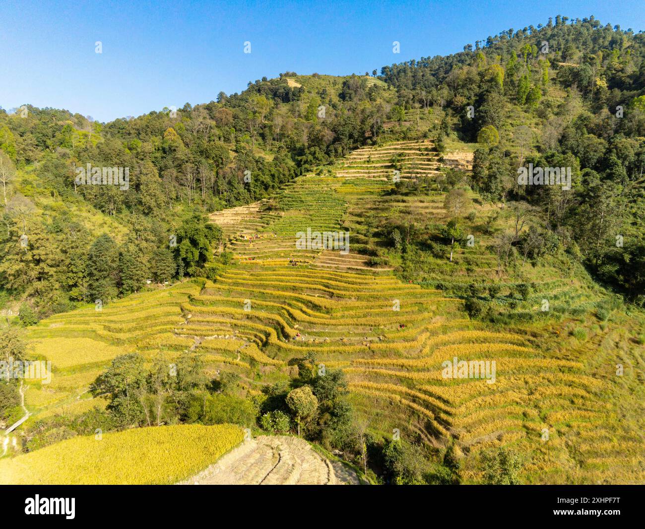 Nepal, Nagarkot region, surroundings of Tukucha Nala, rice terraces ...