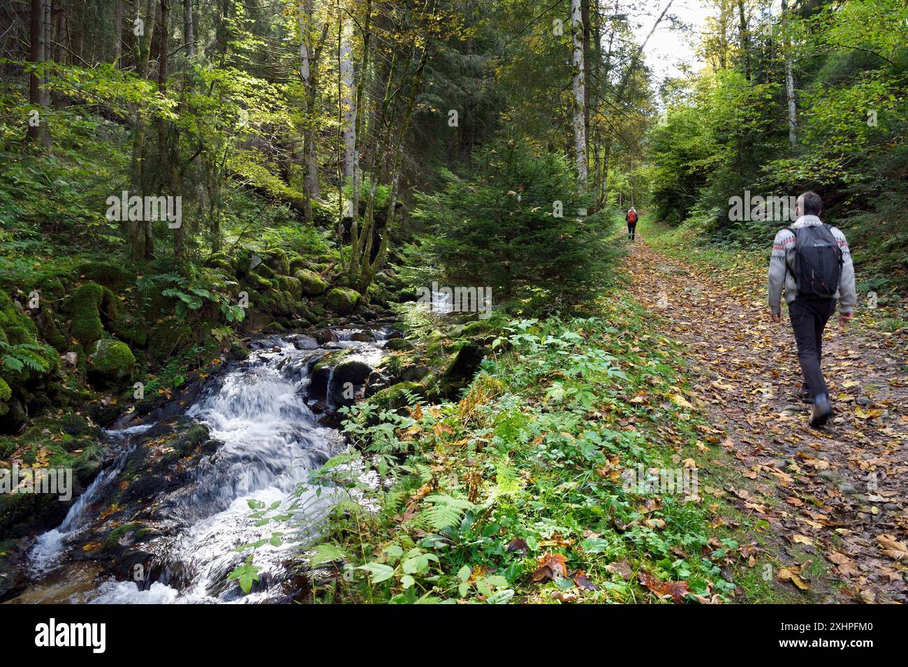 France, Vosges, Le Valtin, hike in the Valtin valley in the upper ...