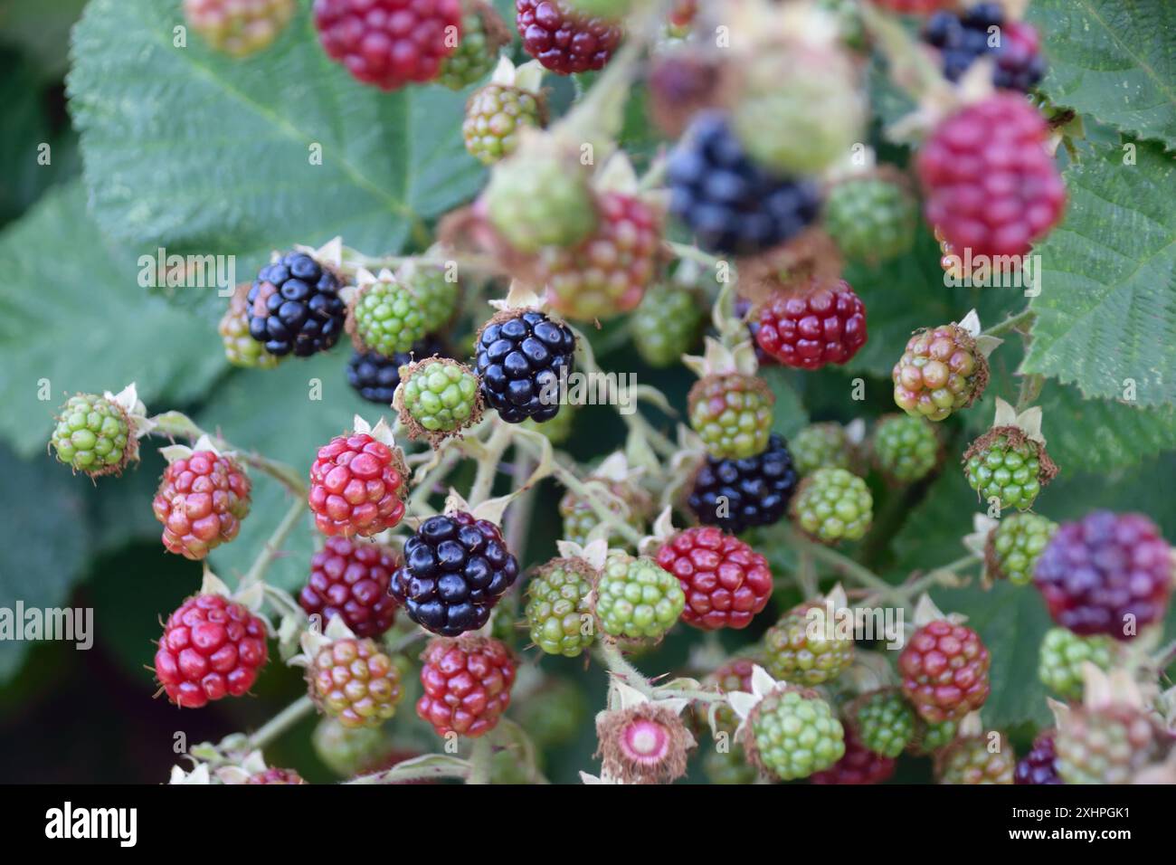 Bramble bush hi-res stock photography and images - Alamy