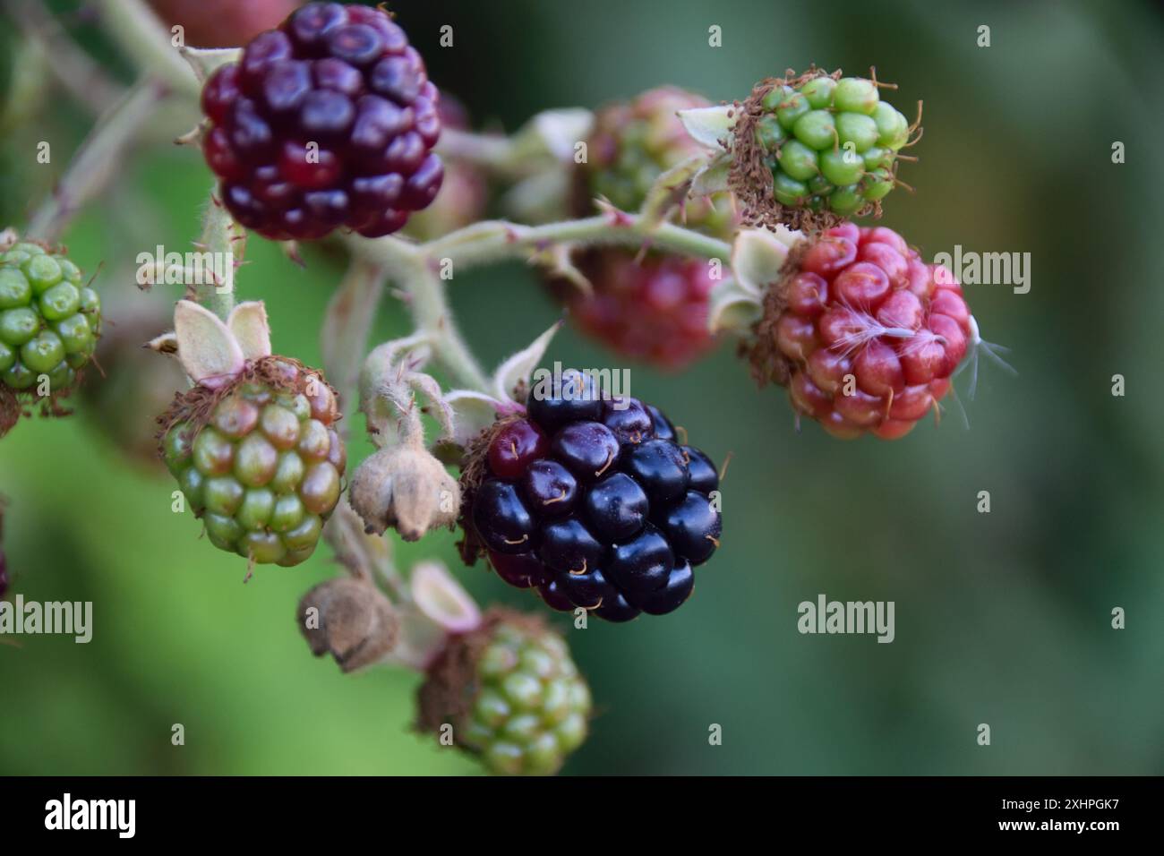 A bramble bush with blackberries in various stages of ripening Stock ...
