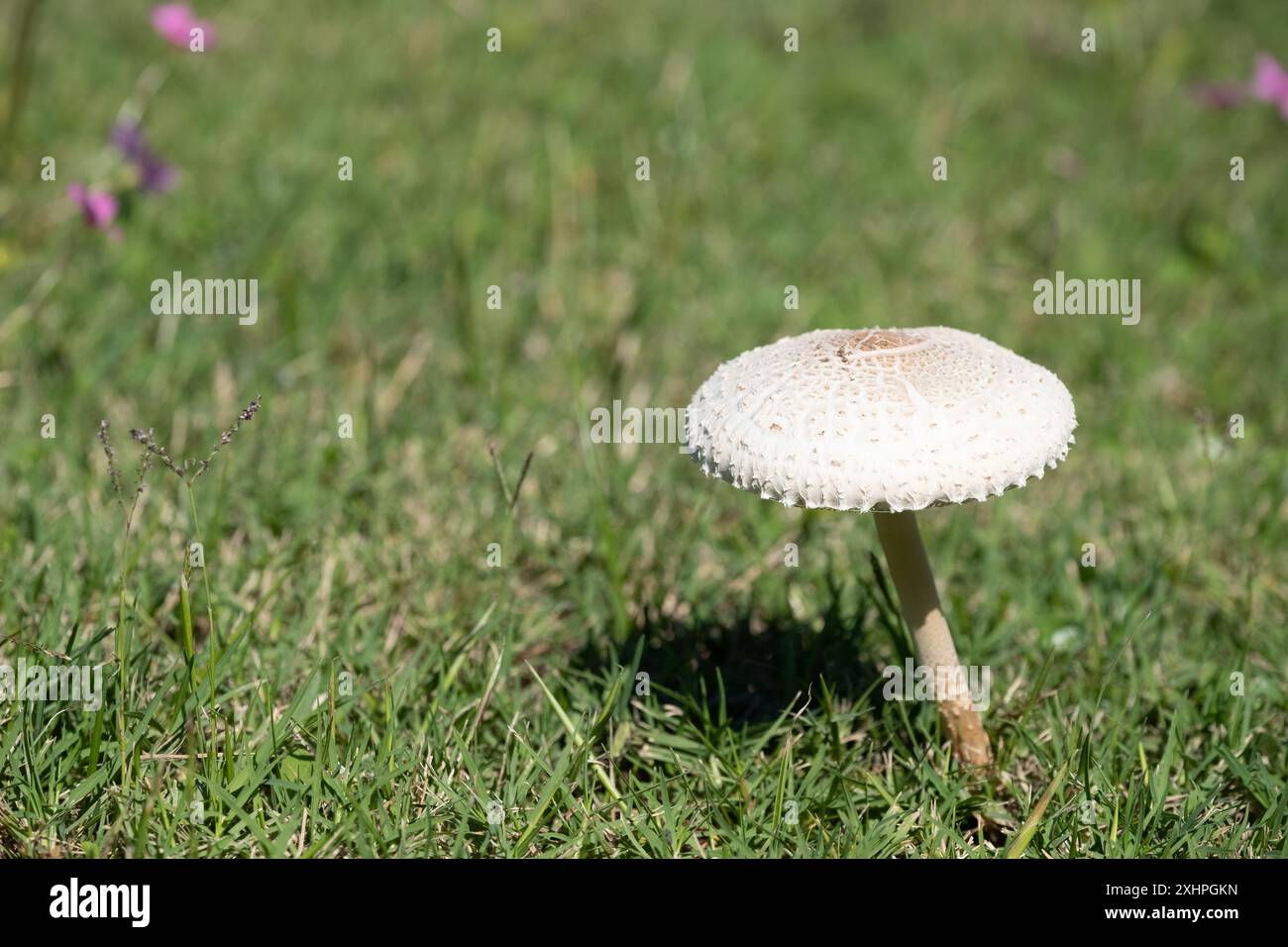 A mushroom is floating in the air above a green field. The mushroom is ...
