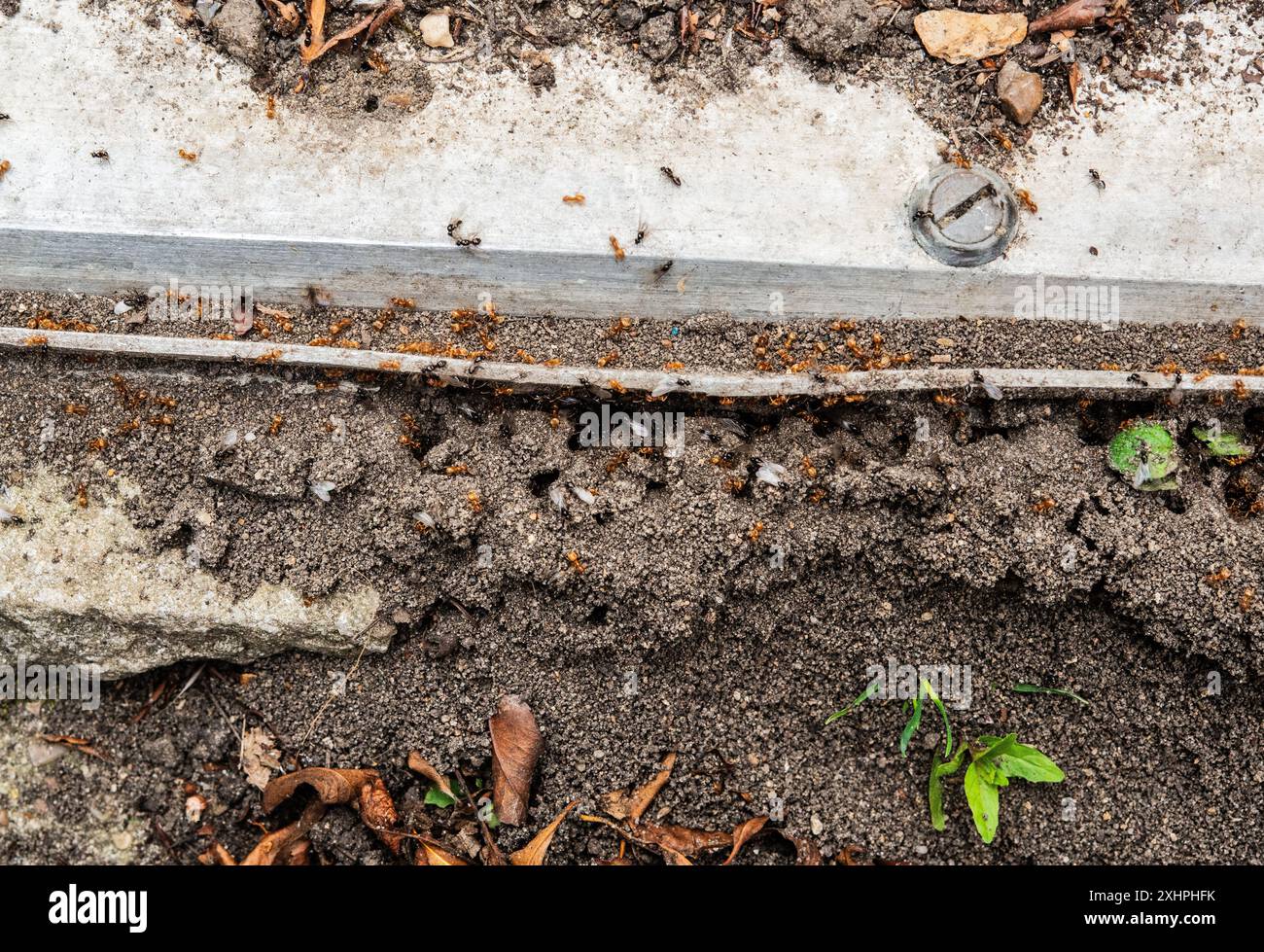 Flying ant nest (Lasius niger Stock Photo - Alamy