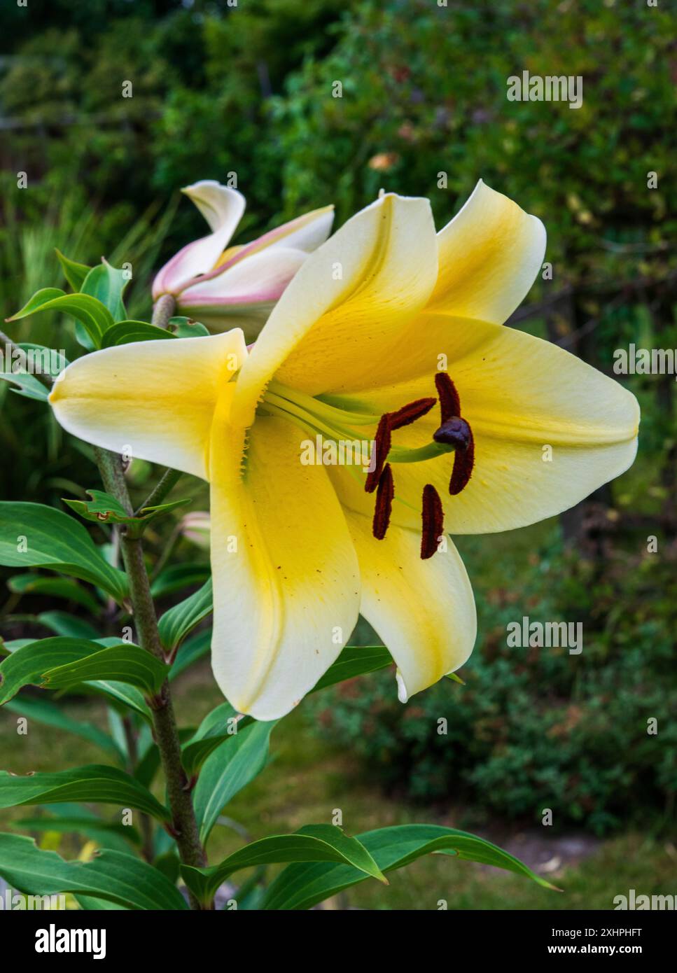 Giant lily 'rocket' Stock Photo - Alamy