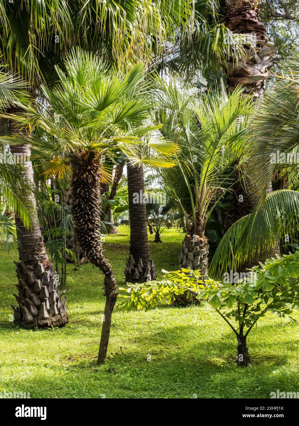 Cycads and Palm trees in the Botanical Garden on Monte in Funchal ...