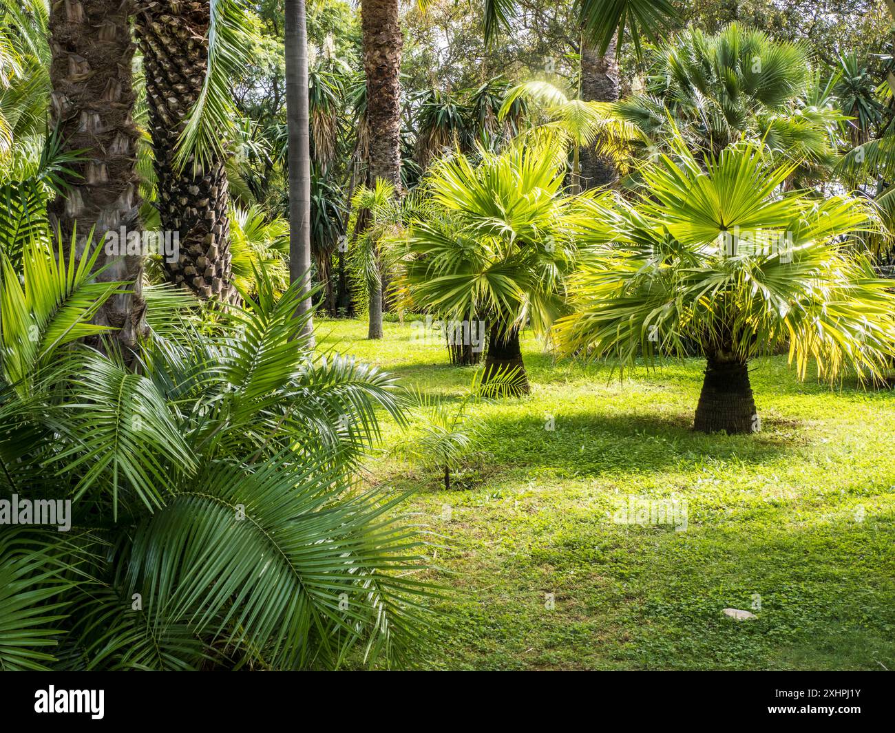 Cycads and Palm trees in the Botanical Garden on Monte in Funchal ...