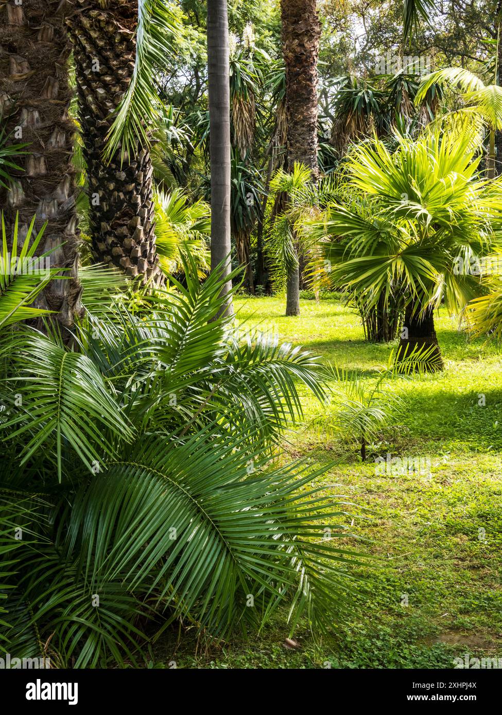 Cycads and Palm trees in the Botanical Garden on Monte in Funchal ...