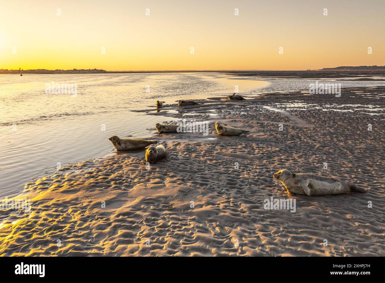 France, Somme, Somme Bay, Le Crotoy, Harbour seals on the sandbanks ...