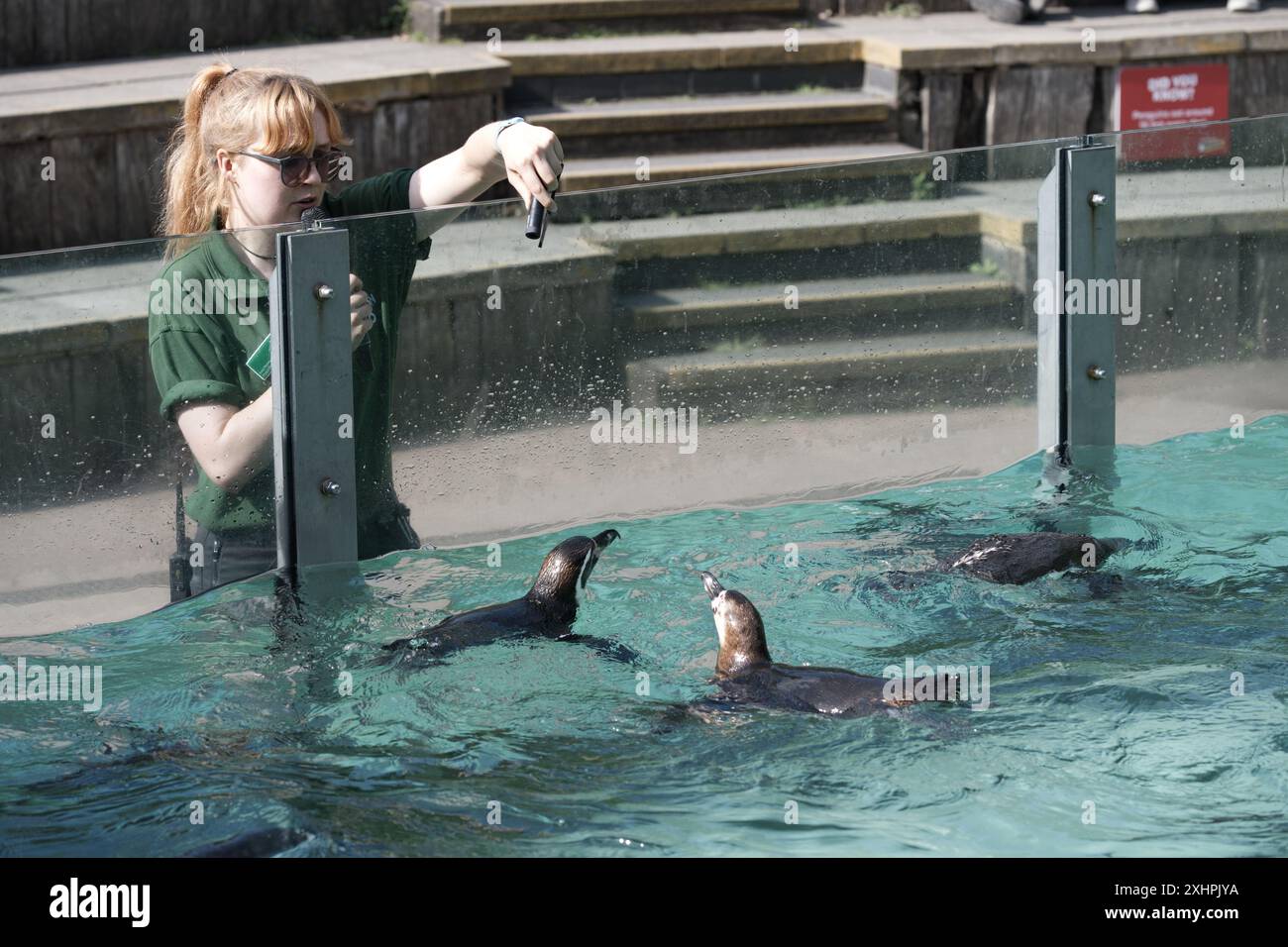 A ZSL London Zoo keeper giving a talk about Humboldt Penguins Stock ...