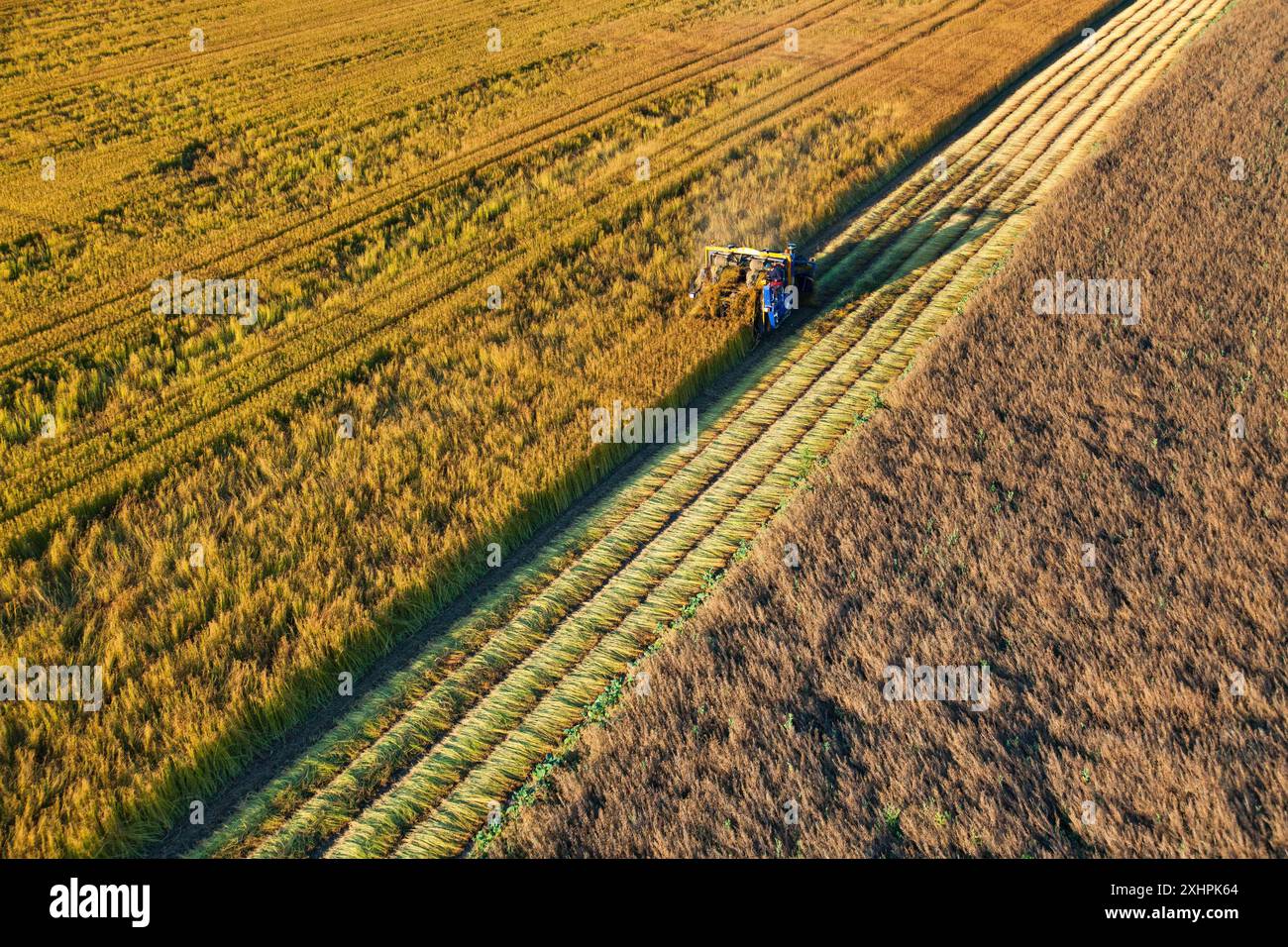 Harvesting flax for linen hi-res stock photography and images - Alamy