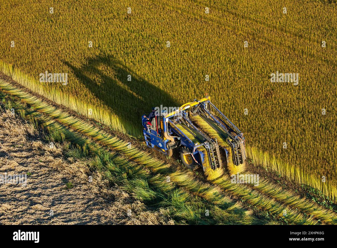 Harvesting flax for linen hi-res stock photography and images - Alamy