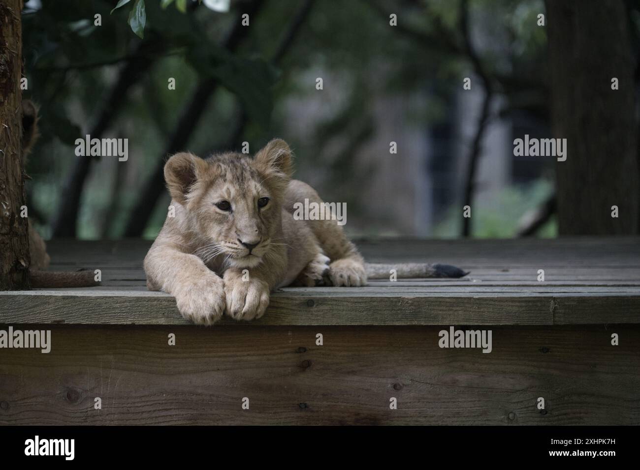 An Asiatic lion cub laying on a raised wooden platform Stock Photo - Alamy