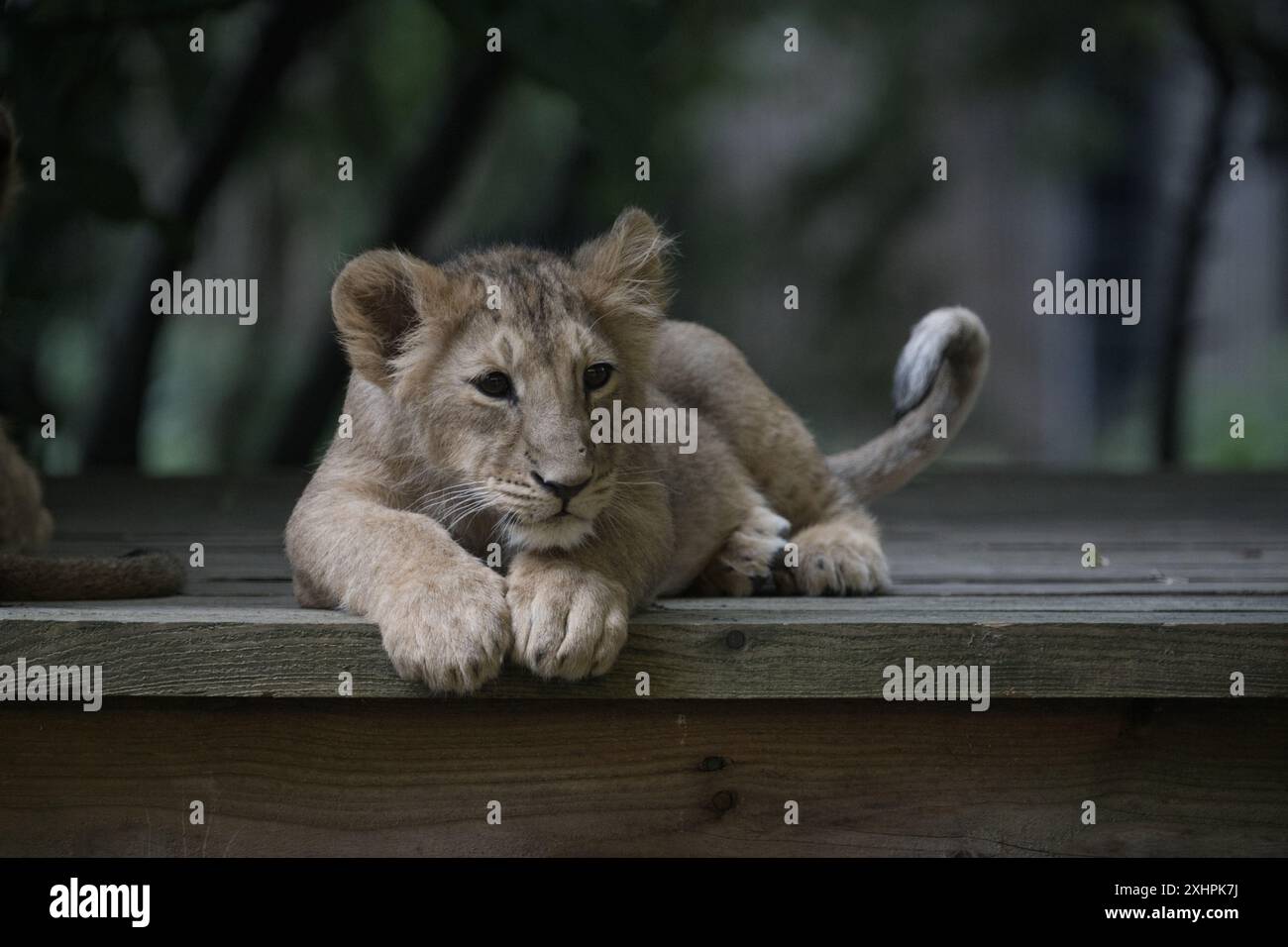 Lion laying with cub hi-res stock photography and images - Alamy