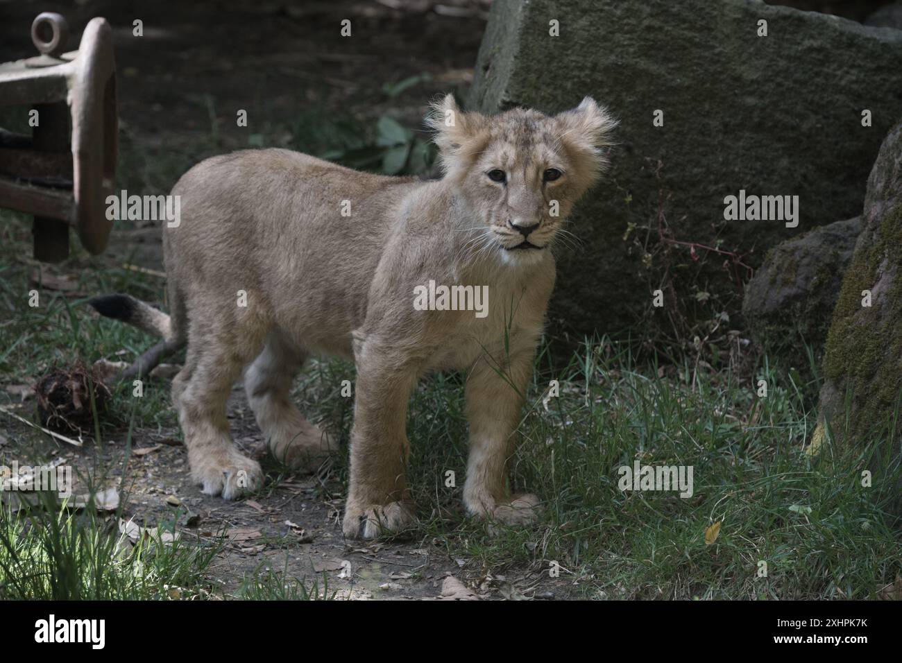 An Asiatic Lion cub Stock Photo - Alamy