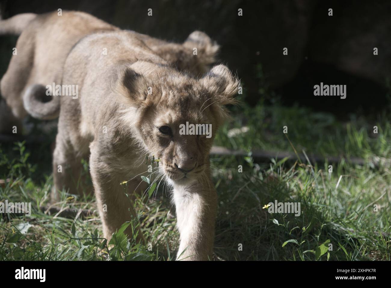 Lion cubs in london hi-res stock photography and images - Alamy