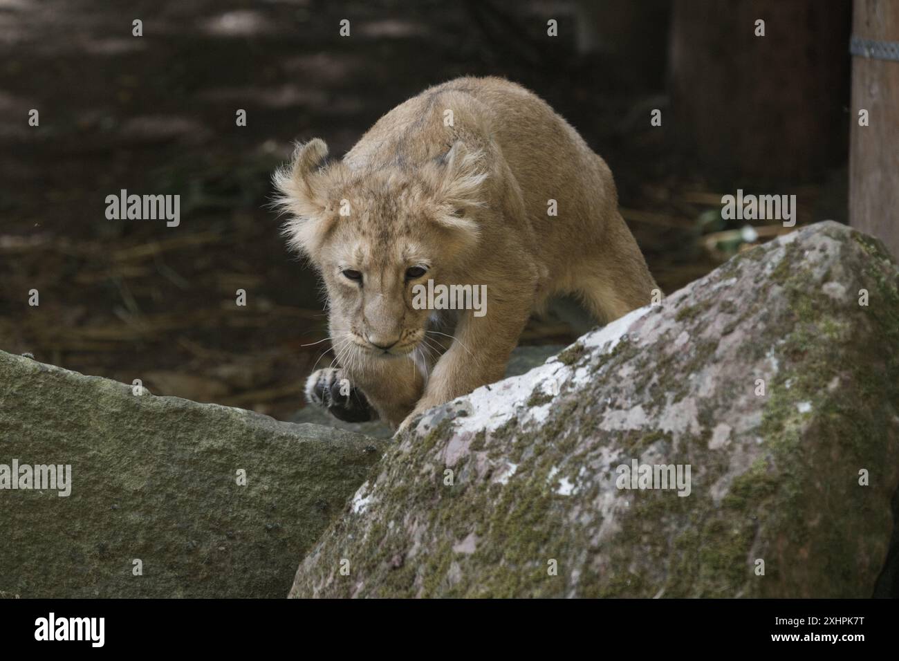 Lion jumping hi-res stock photography and images - Alamy