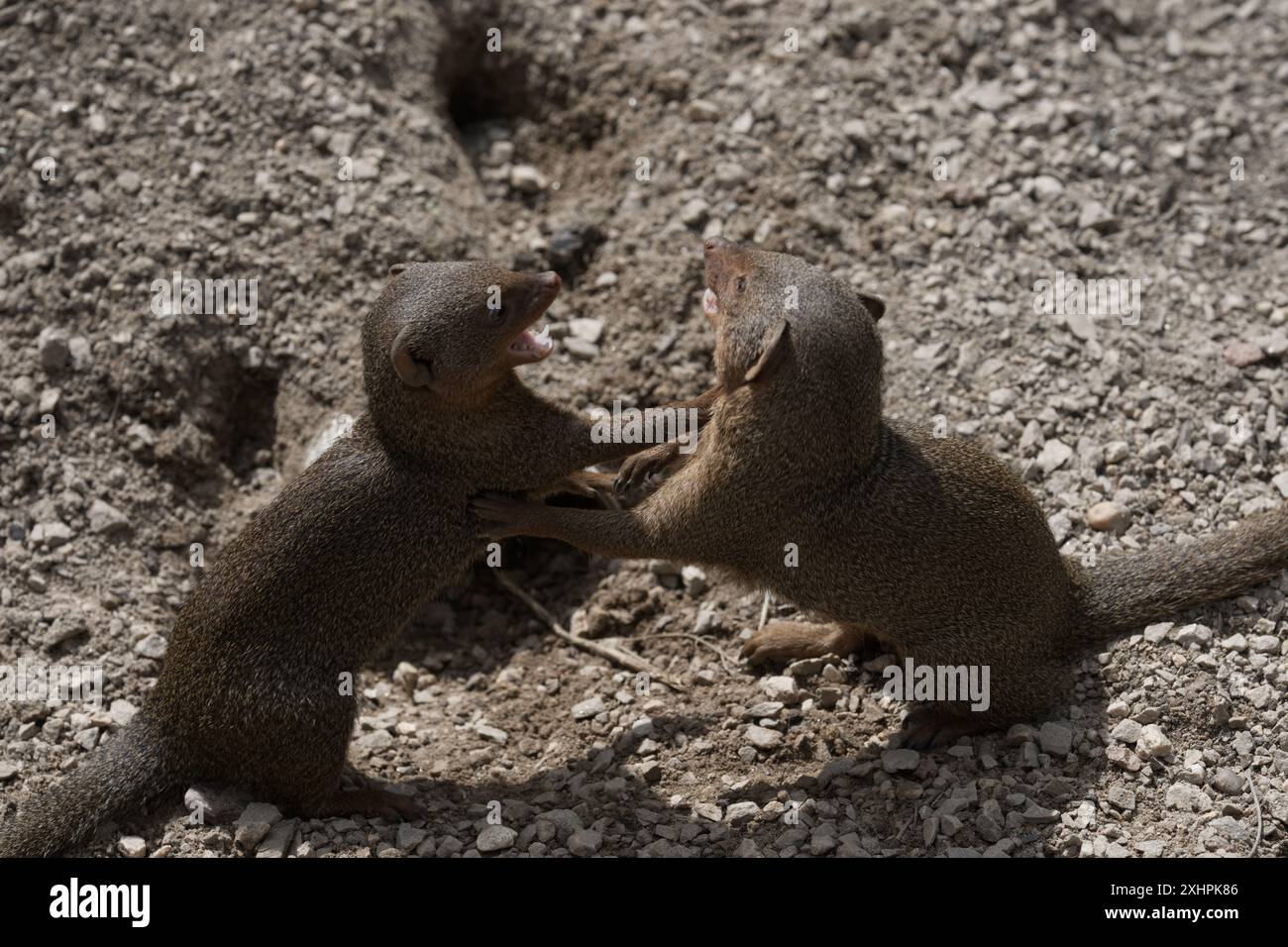 Two Dwarf Mongooses fighting Stock Photo - Alamy