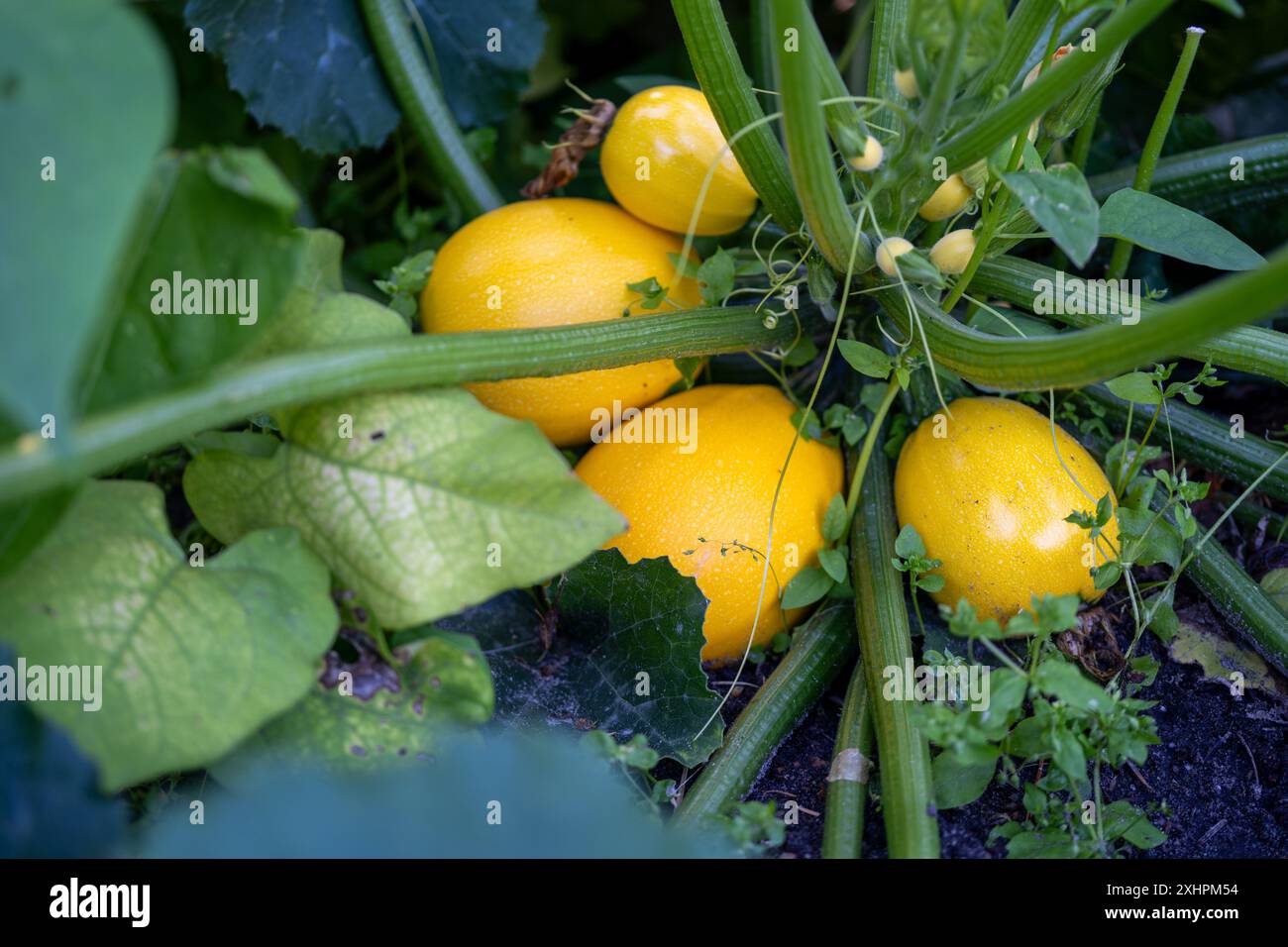 Yellow round zucchini hi-res stock photography and images - Alamy