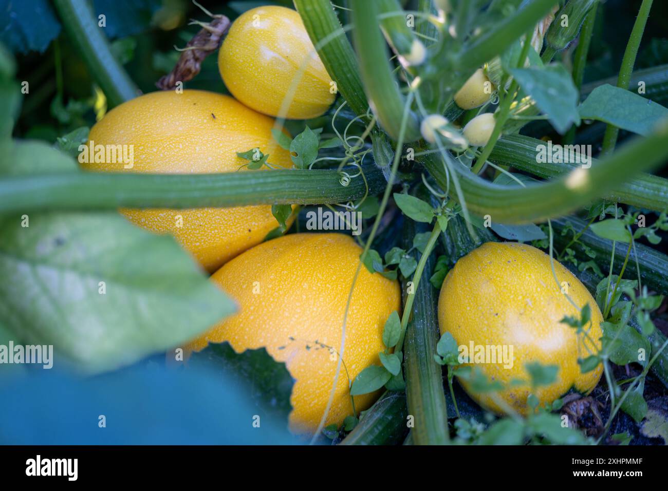 Yellow round zucchini hi-res stock photography and images - Alamy