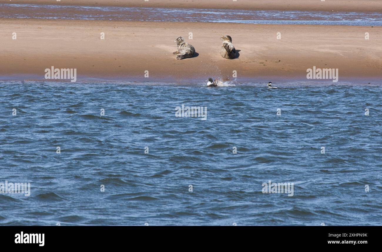 Newburgh seals beach hi-res stock photography and images - Alamy