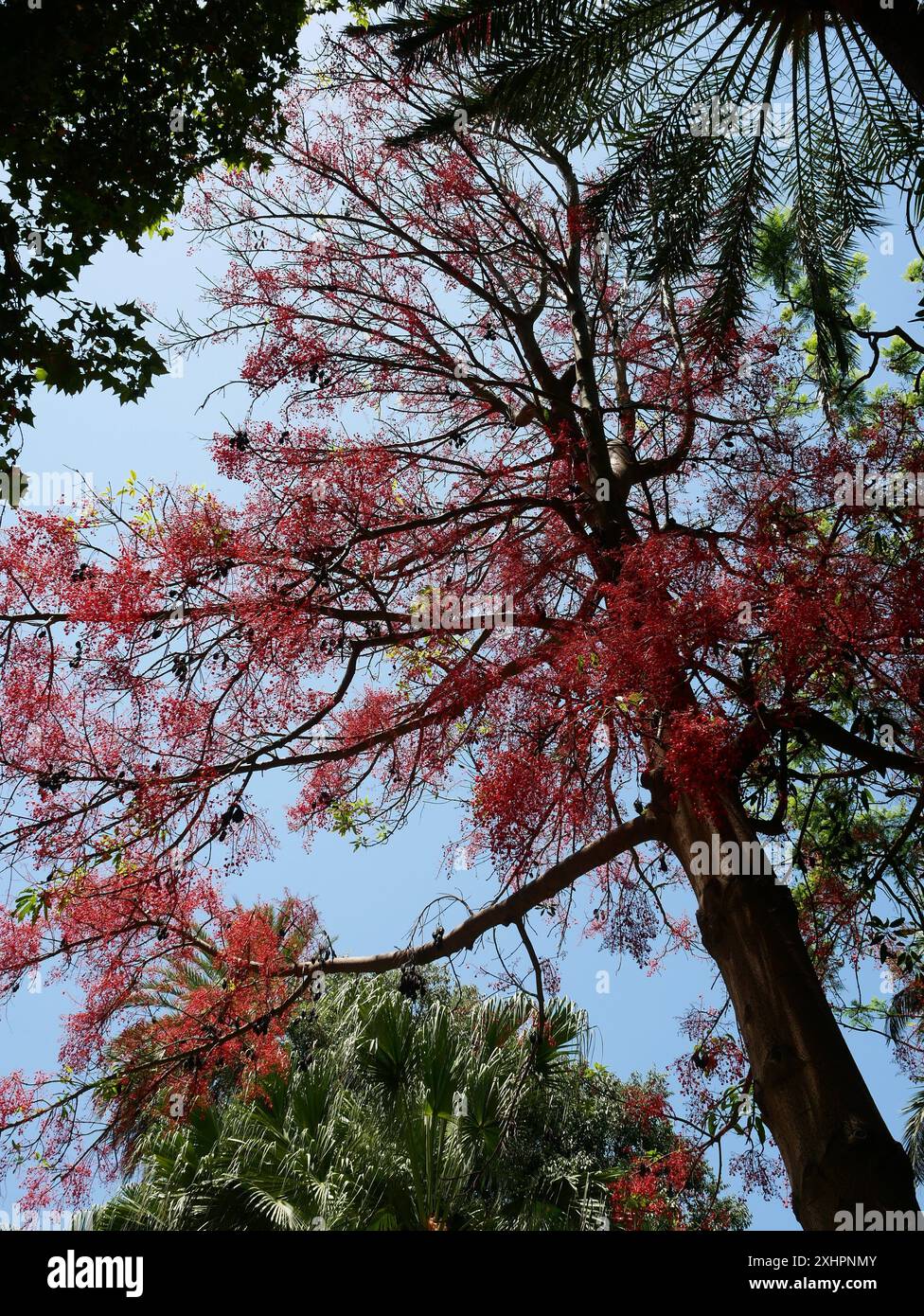 Brachychiton acerifolius is a large tree of the family Malvaceae ...