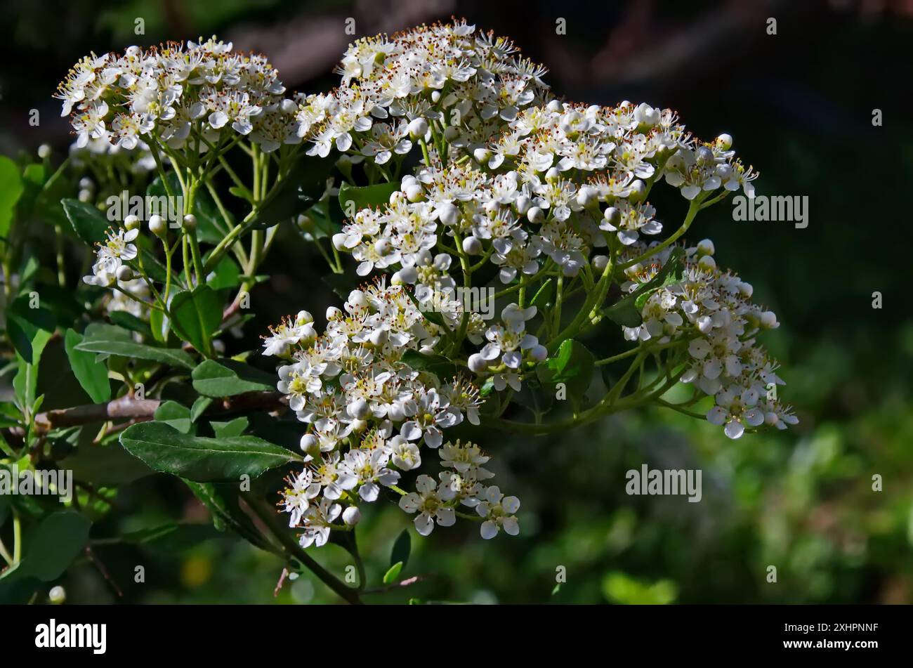 White blossom of Spiraea canescens shrub, selective focus, Sofia ...