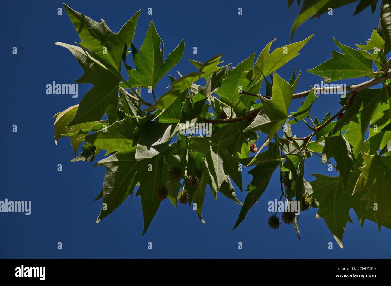 A branch of the big sycamore, one of the most common urban trees in ...