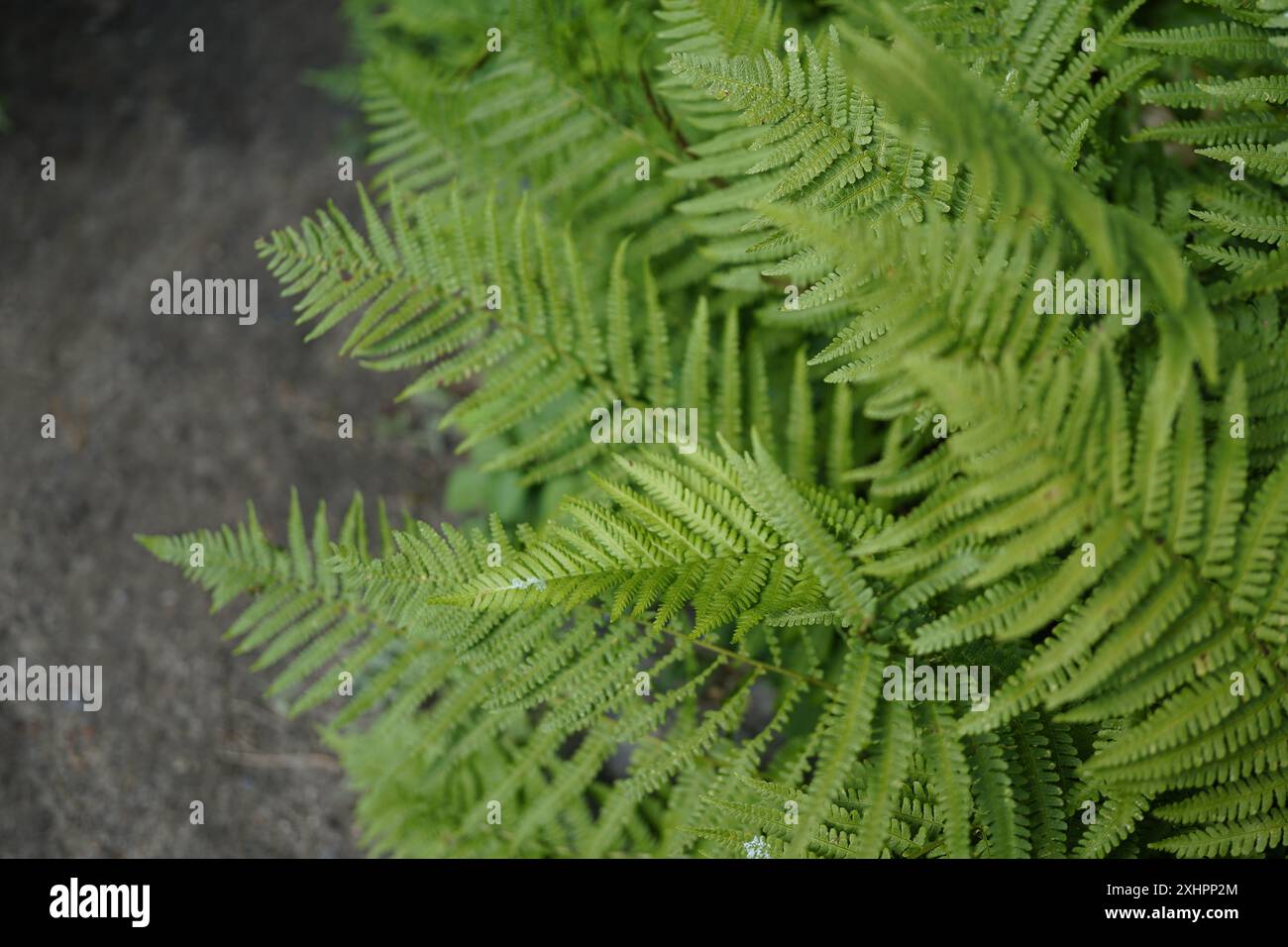 Calm plants hi-res stock photography and images - Alamy